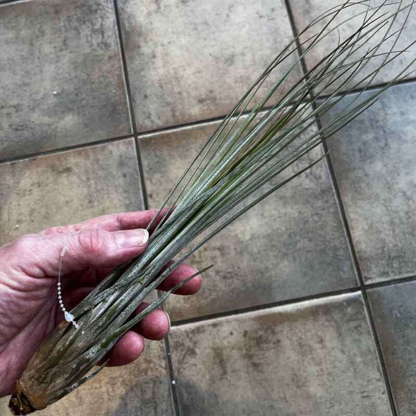 Juncea 14 inch Tillandsia Air Plant