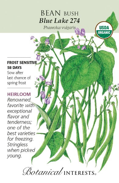 Bean Plant Drawing